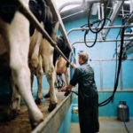 Targeted agricultural Measures Scheme | ICMSA | Family Farm Organisation focusing on Solutions.