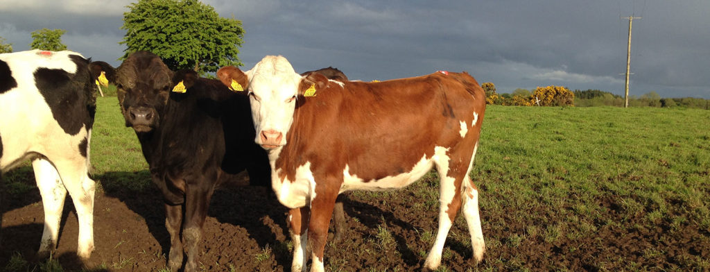 ICMSA Suckler Carbon Efficiency Programme | Family Farm Organisation focusing on Solutions.