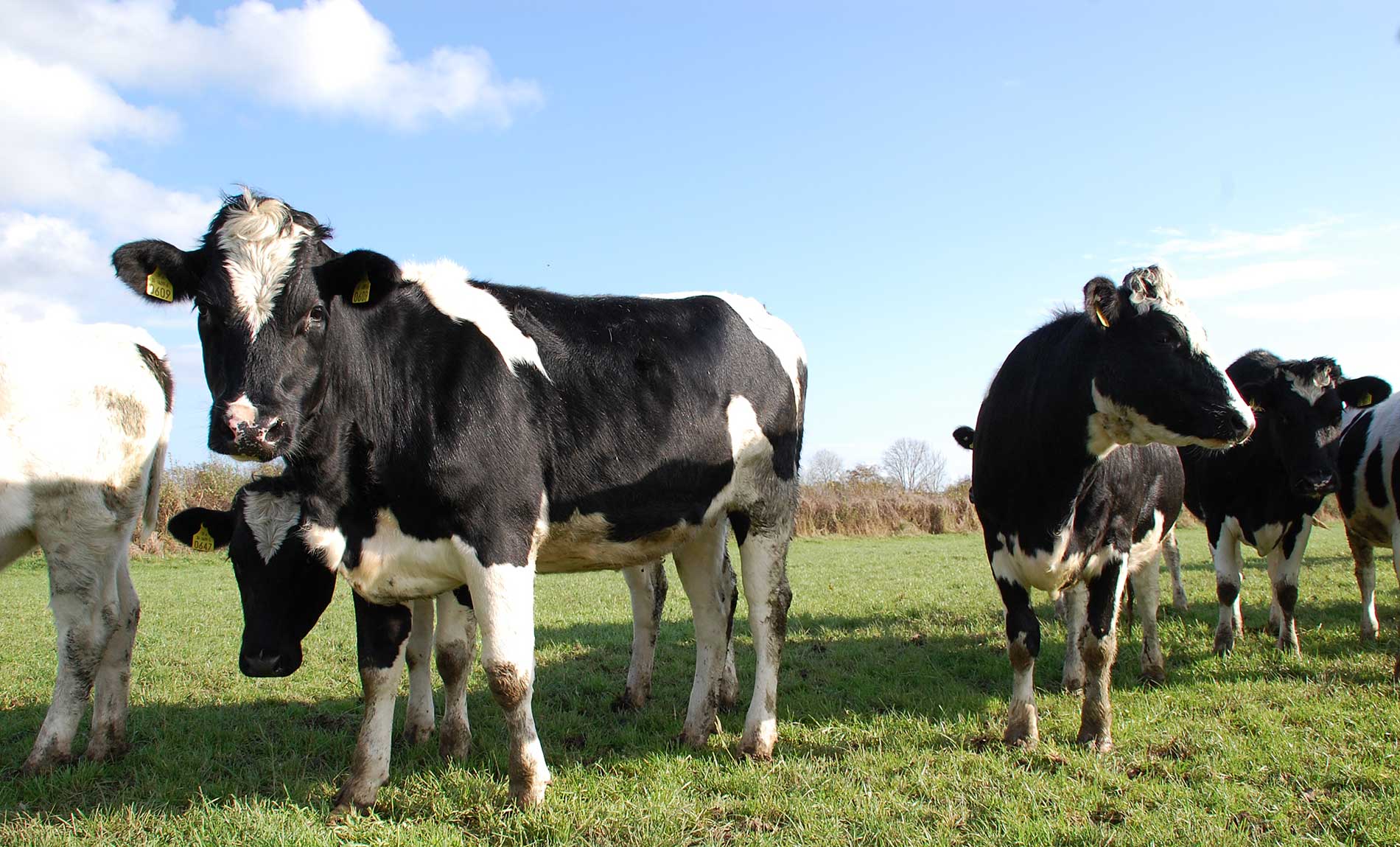 Farm Schemes | ICMSA | Family Farm Organisation focusing on Solutions.