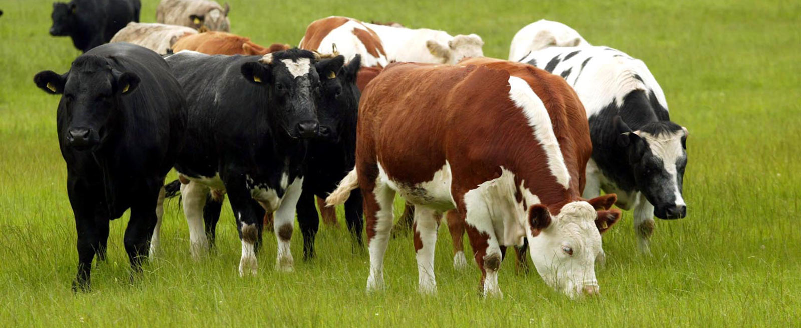 Dairy at ICMSA | Family Farm Organisation focusing on Solutions.