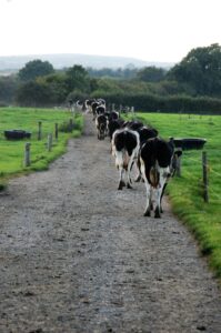 ICMSA | Family Farm Organisation focusing on Solutions.