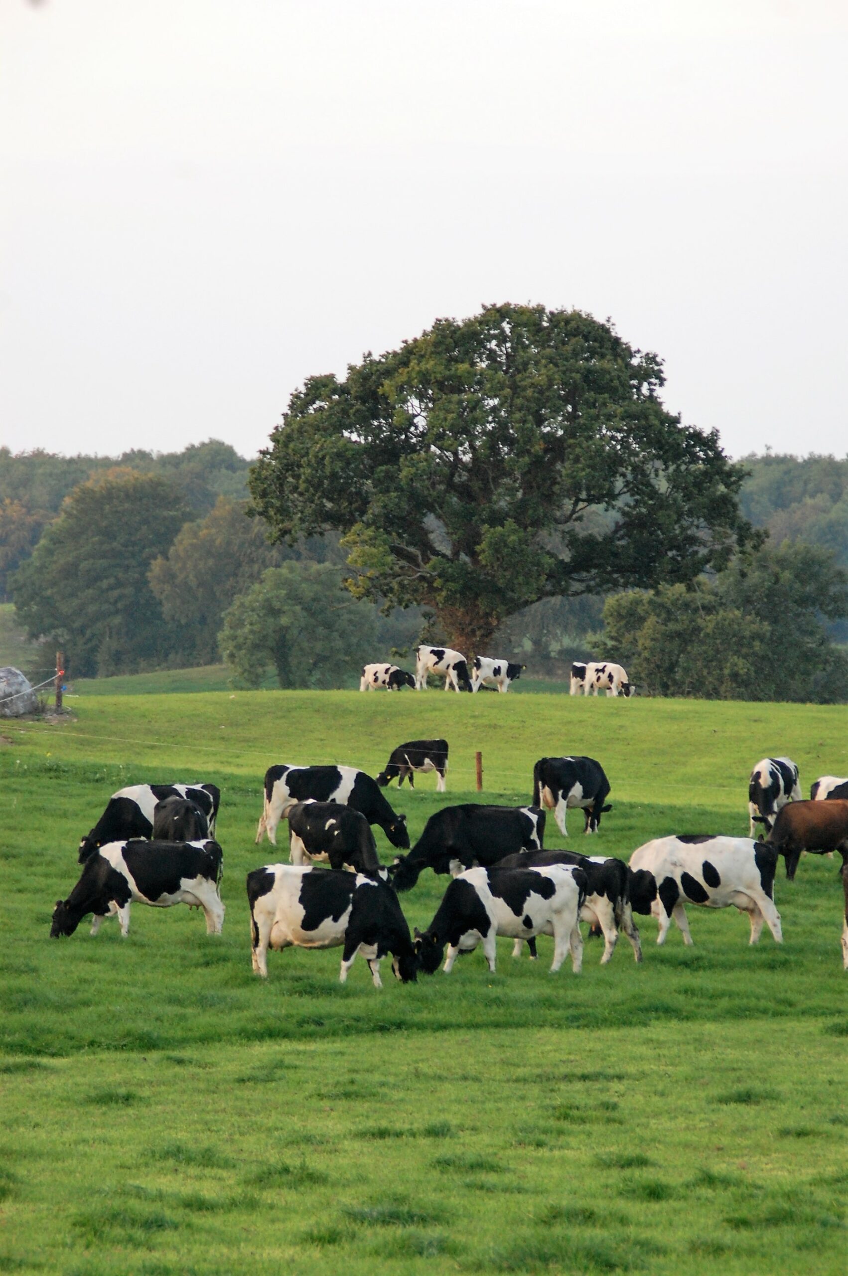 The Exclusion Of Family Dairy Farms From Fodder Support Scheme Highlights The Direction Of ...