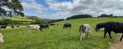 ICMSA | Family Farm Organisation focusing on Solutions.