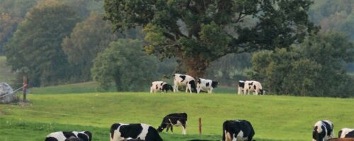 ICMSA | Family Farm Organisation focusing on Solutions.