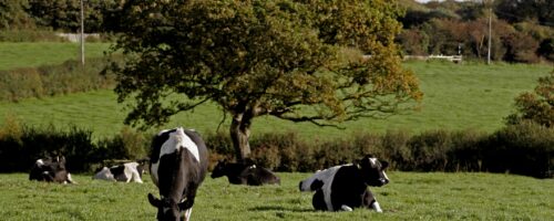 ICMSA | Family Farm Organisation focusing on Solutions.